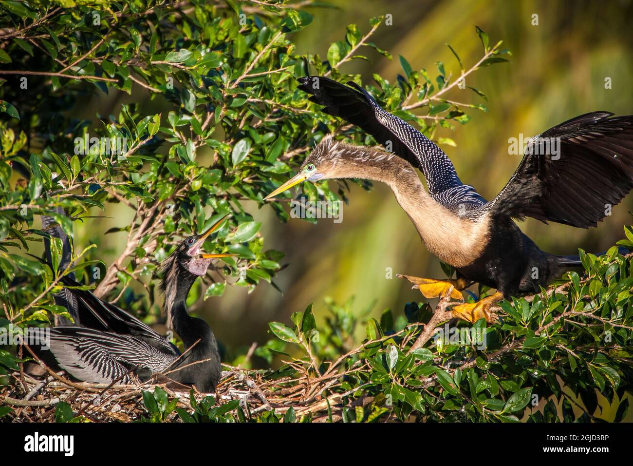 A male (left) on nest and female anhinga during season Stock Photo - Alamy