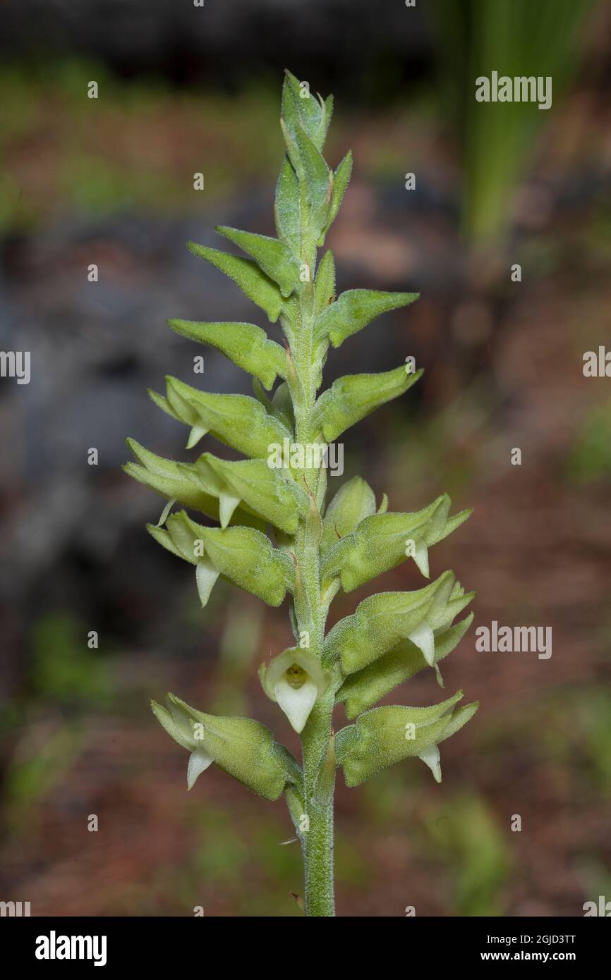 A leafless beaked orchid in southwestern Florida (green variety Stock ...