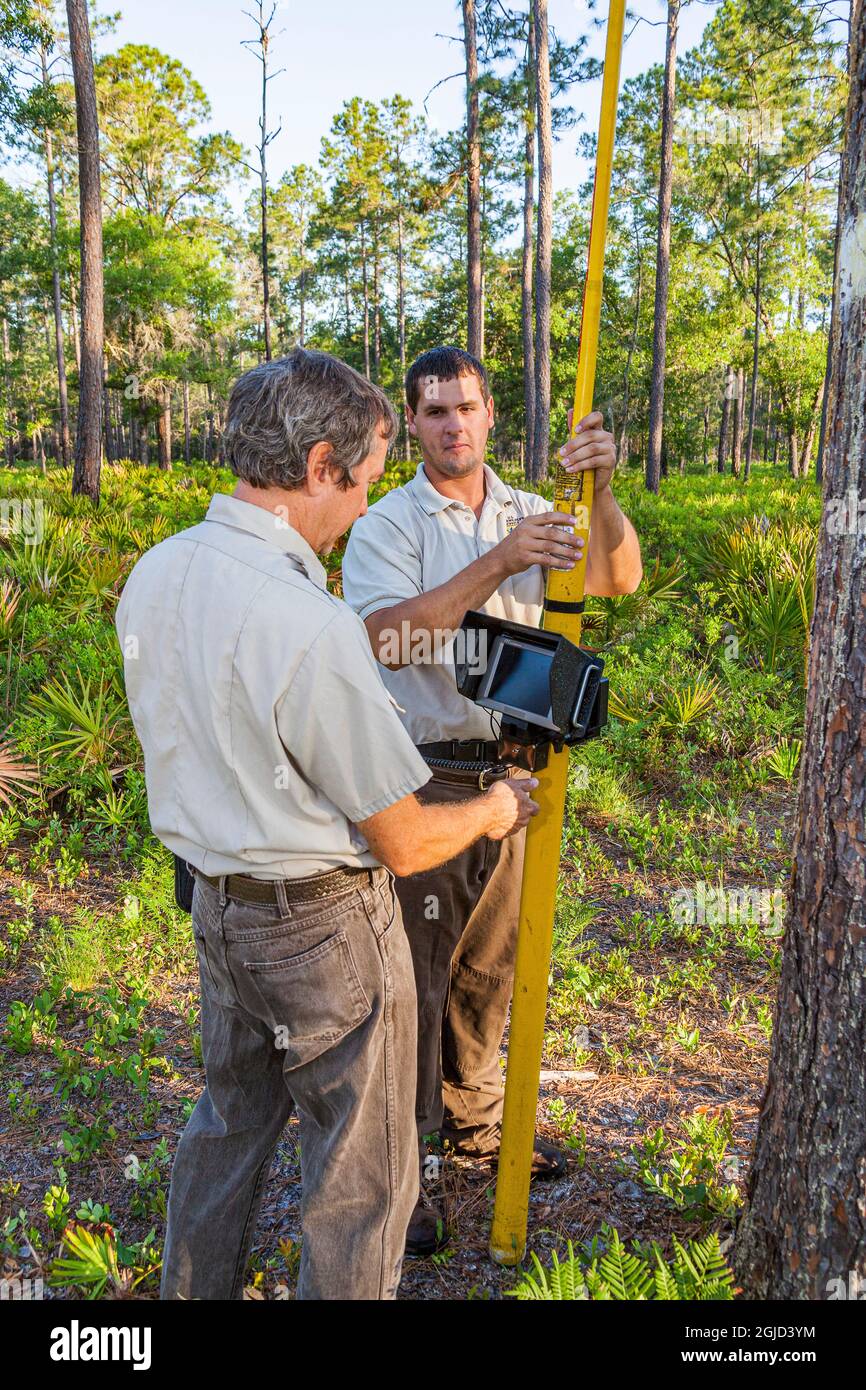 A wildlife biologist looks at a video monitor displaying red-cockaded ...