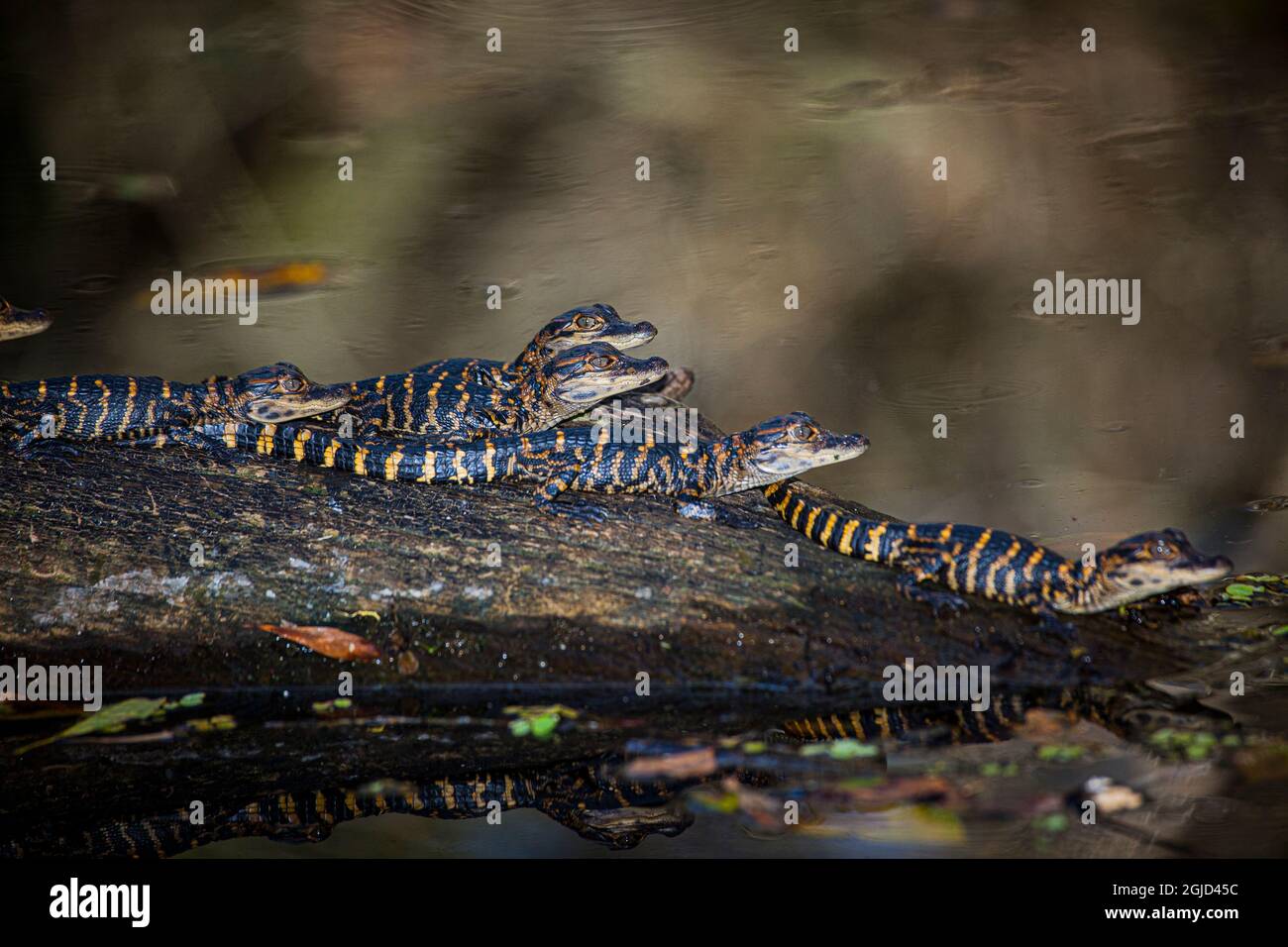 American alligator hatchling hi-res stock photography and images - Alamy