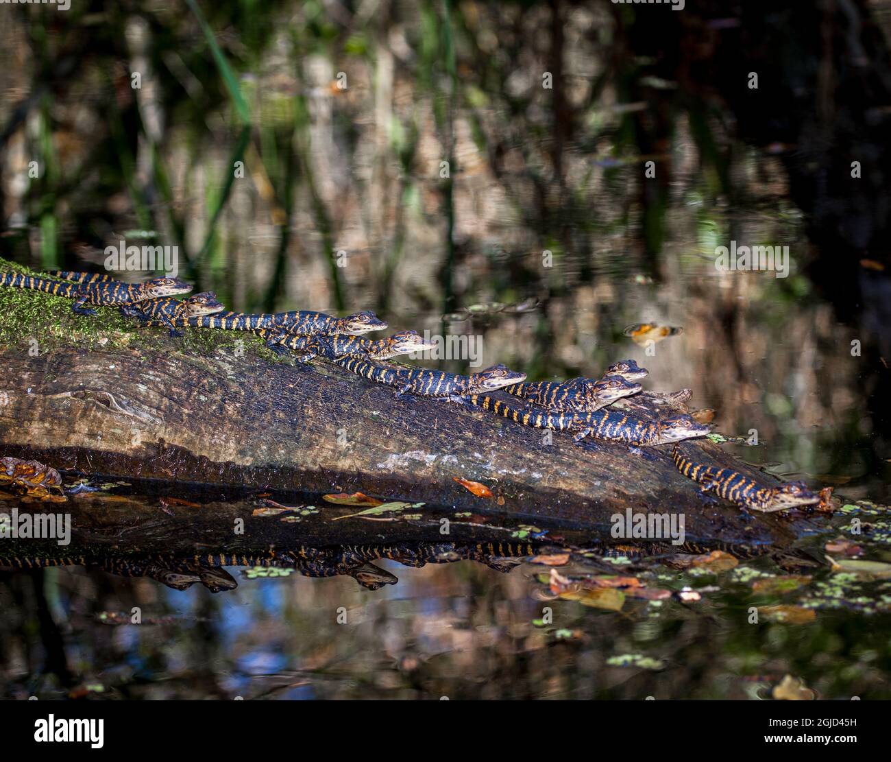 Young American alligators on a log in a south Florida swamp Stock Photo ...