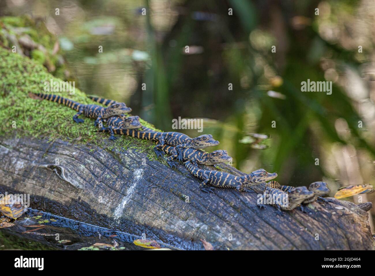 Alligators log hi-res stock photography and images - Alamy