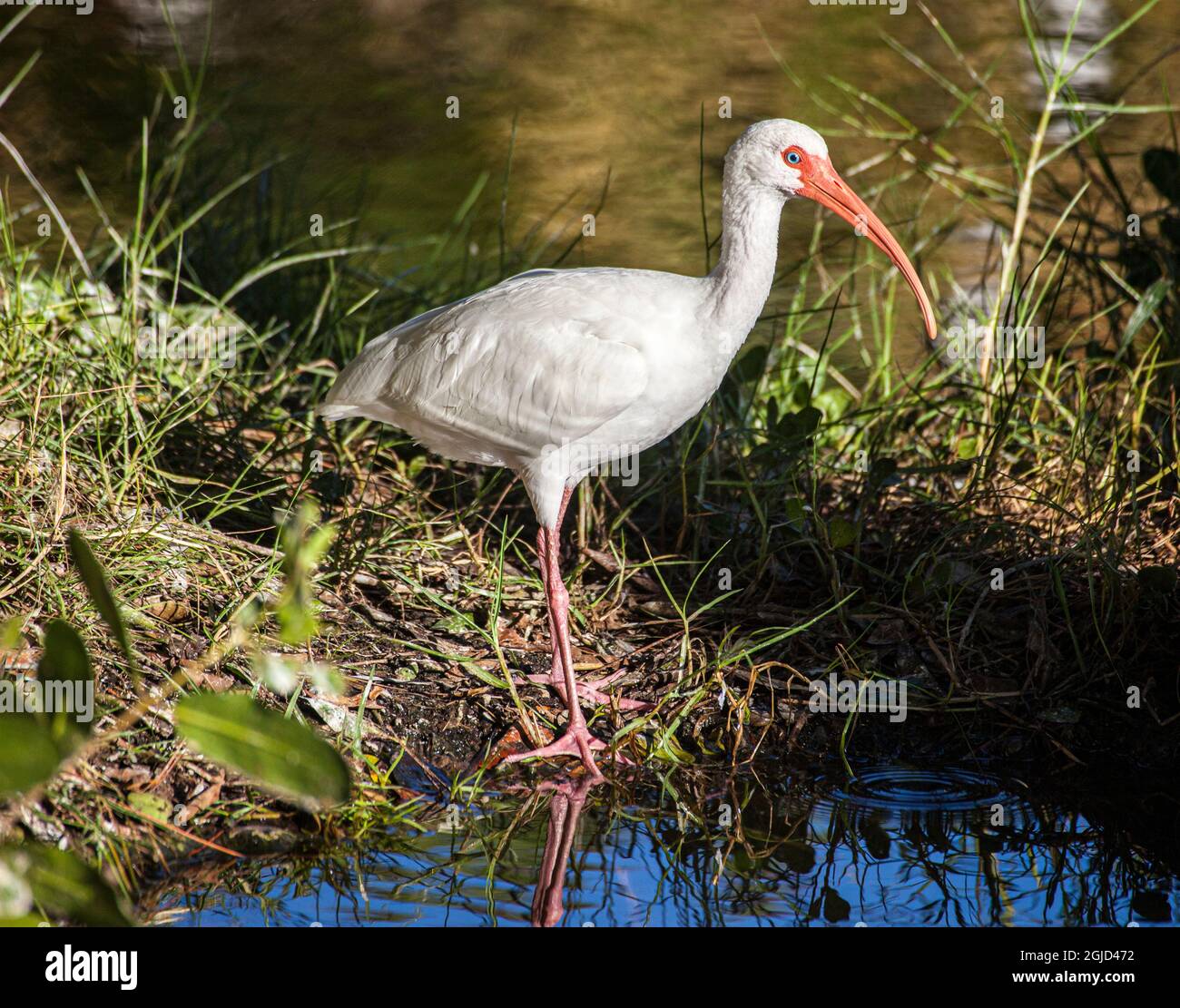 Adult white ibis, in breeding colors Stock Photo - Alamy