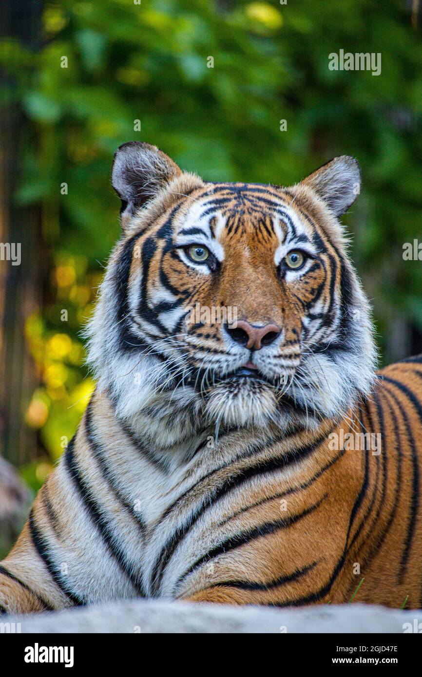 Endangered Malayan tiger Stock Photo - Alamy