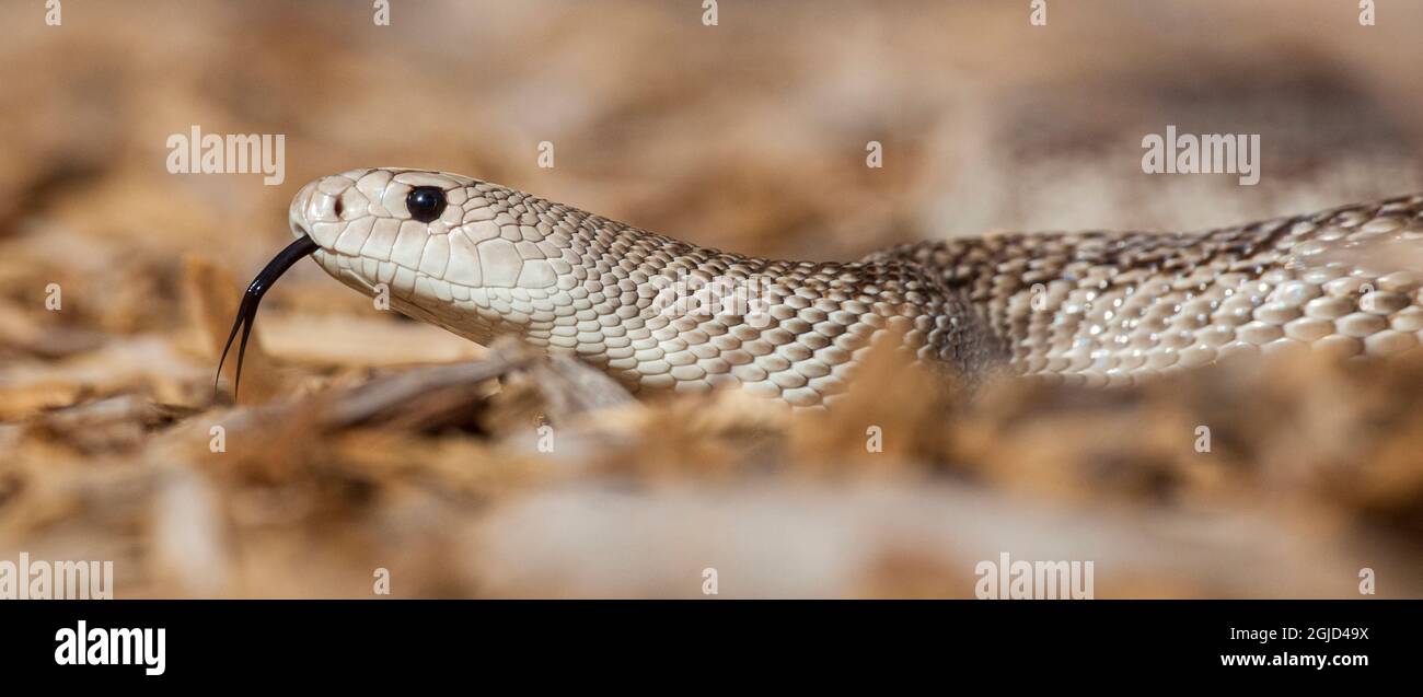 A Florida pine snake, smelling with its tongue Stock Photo - Alamy
