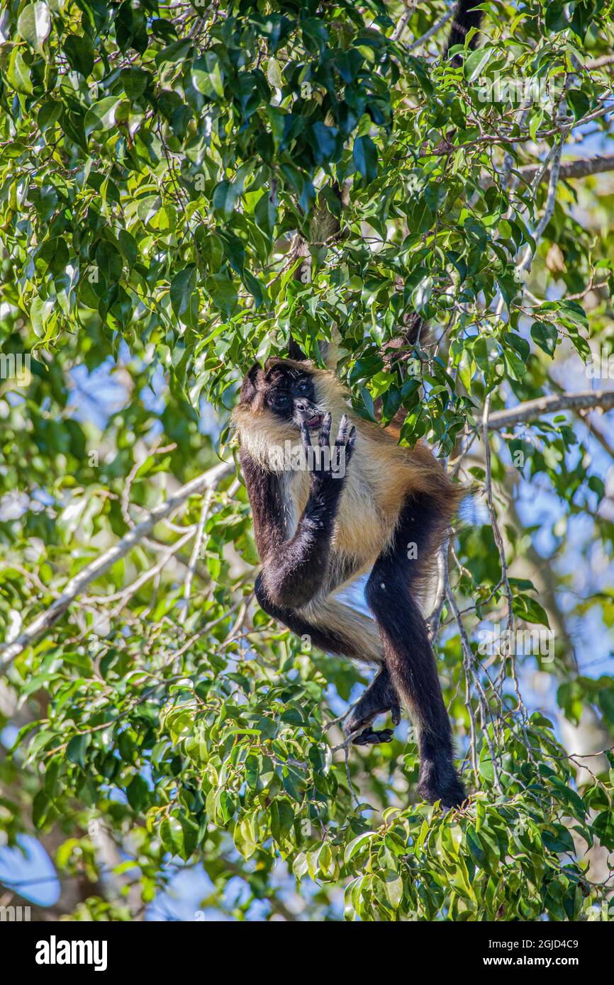 A spider monkey poses from a tree at a local zoo Stock Photo - Alamy