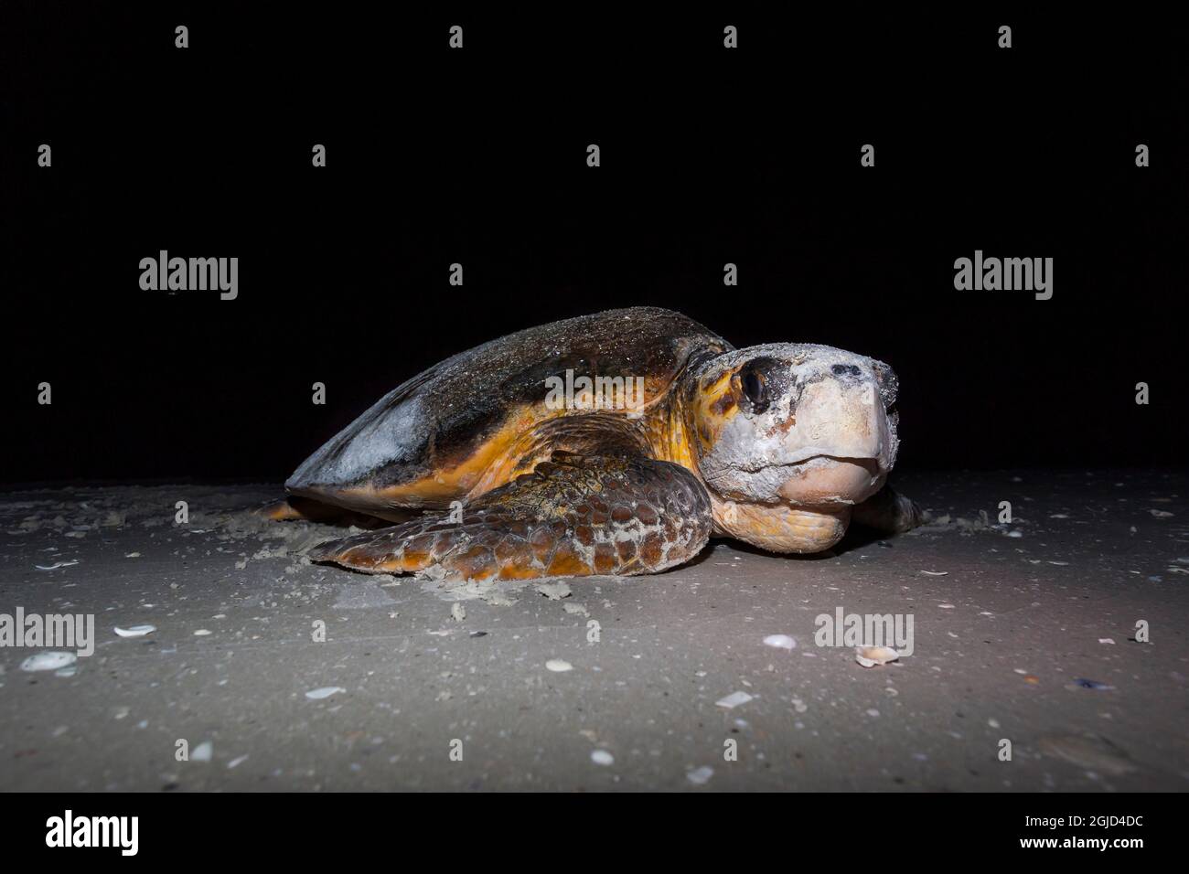 A nesting loggerhead sea turtle on a Florida beach Stock Photo - Alamy
