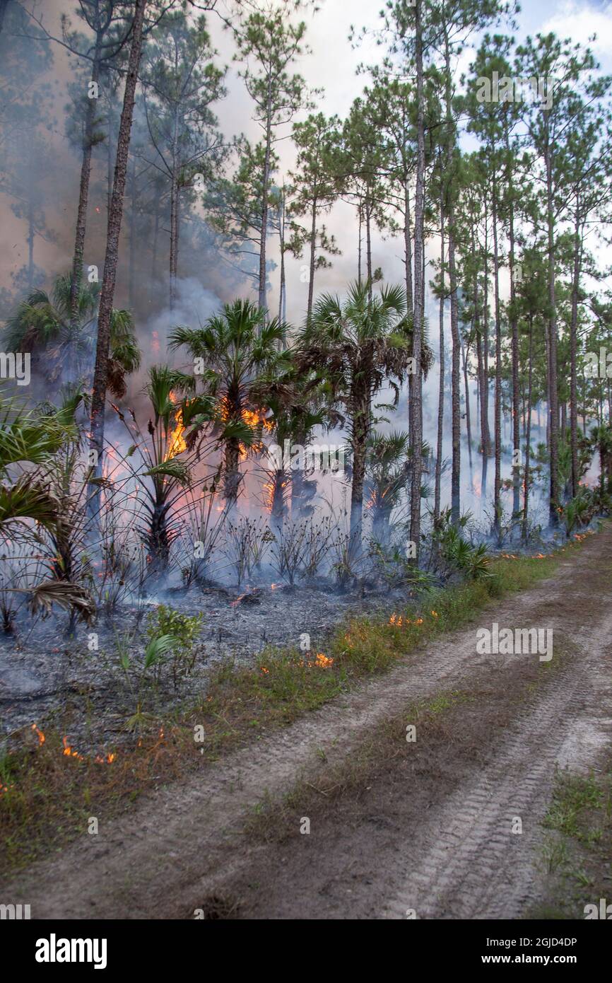 Using prescribed fire to control fuel loading and spur new tender ...