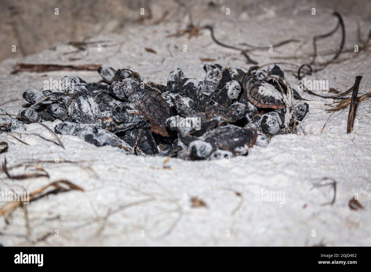 Hatchling loggerhead sea turtles instinctively boil out from the egg ...