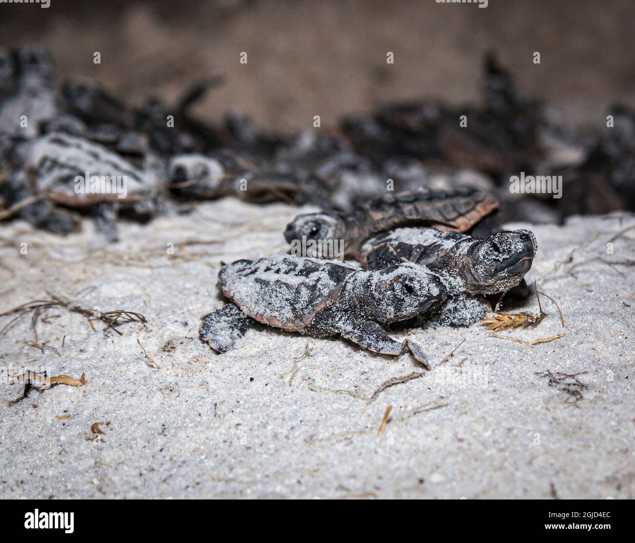 Hatchling loggerhead sea turtles instinctively exit egg chamber and ...