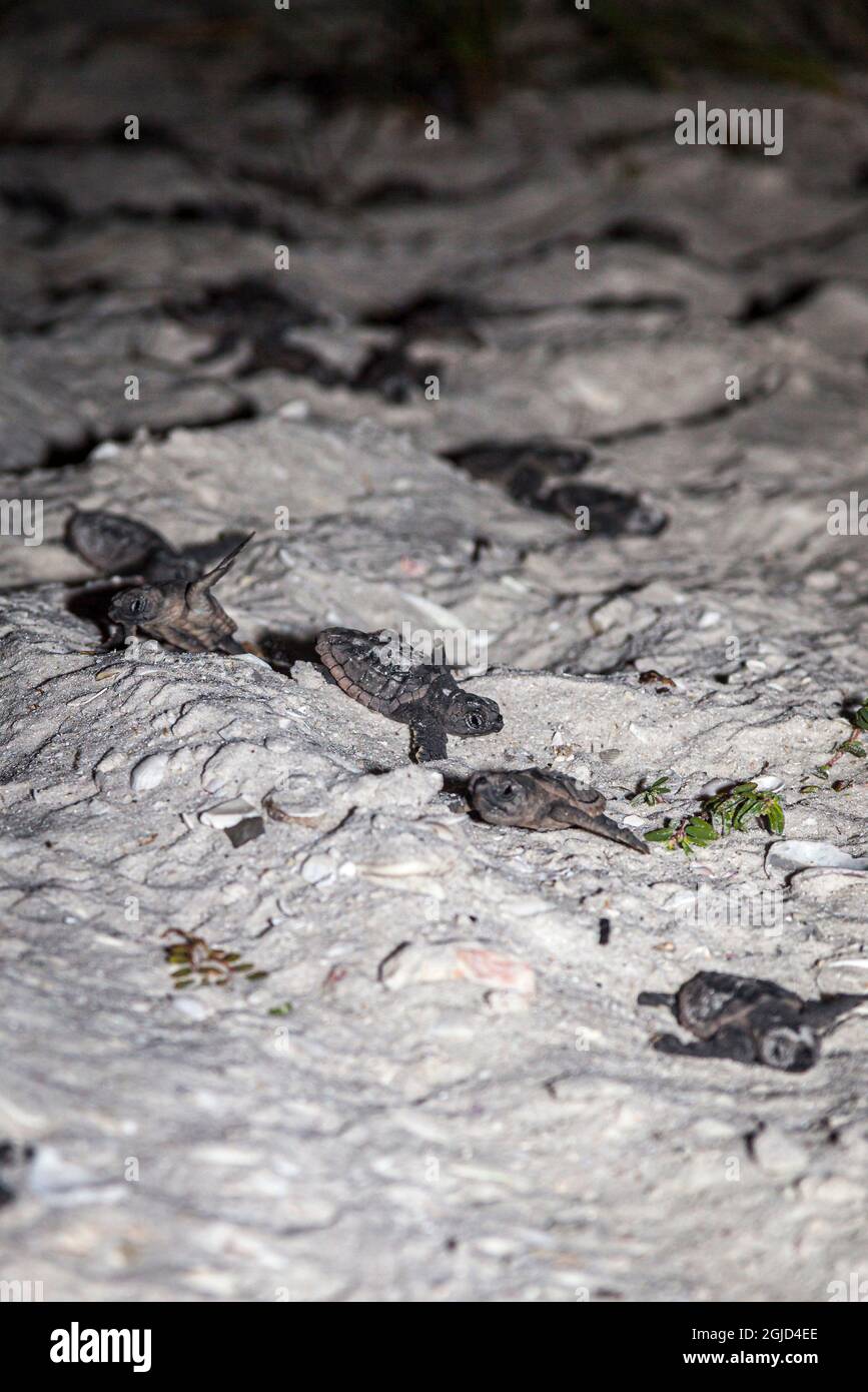 Hatchling loggerhead sea turtles instinctively exit egg chamber and ...
