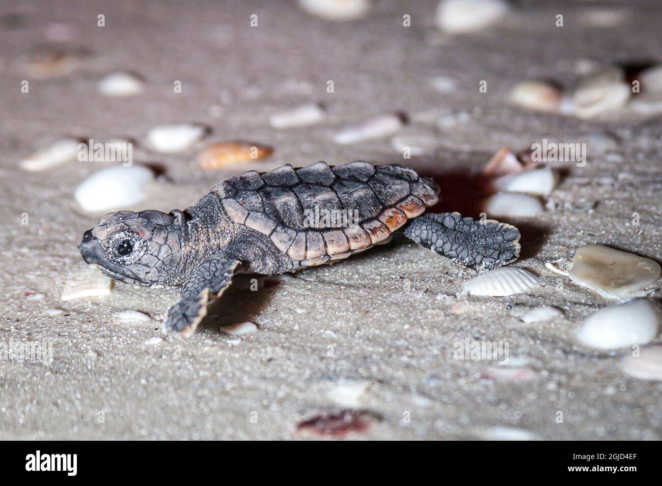 A hatchling loggerhead sea turtle instinctively exits egg chamber and ...