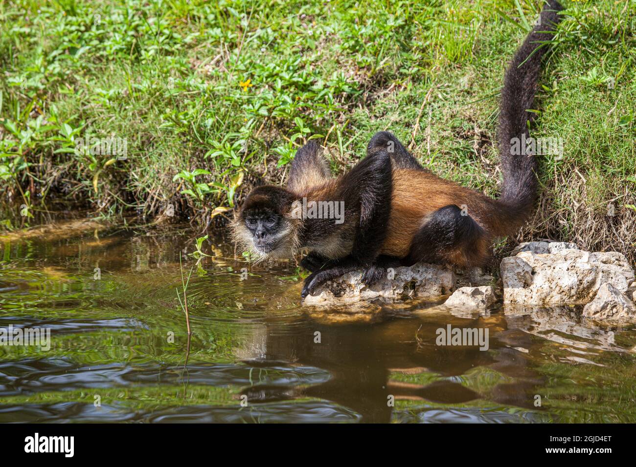 Spider monkey at water's edge Stock Photo - Alamy