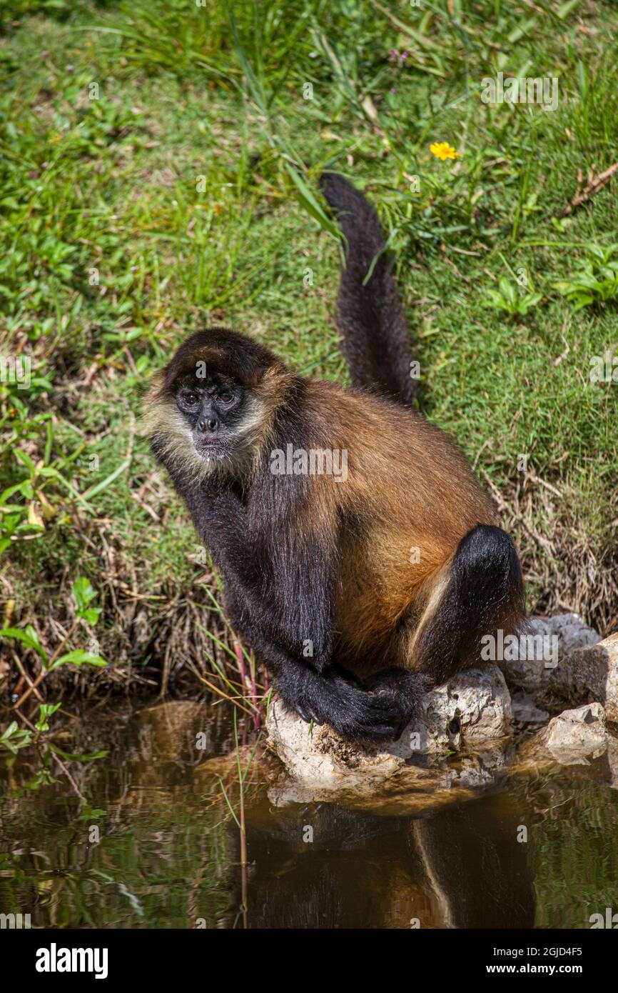 Spider monkey at water's edge Stock Photo - Alamy