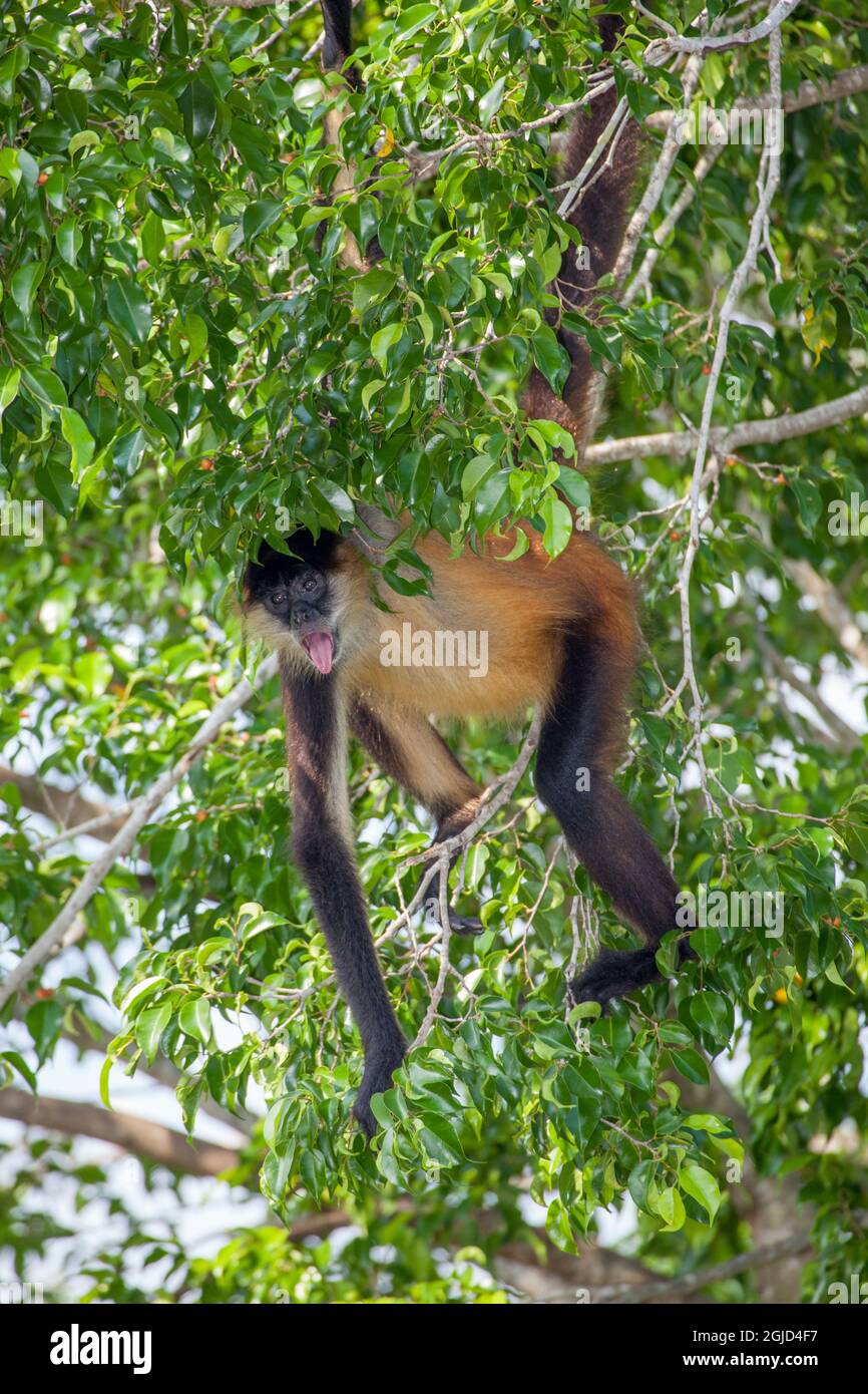 Monkey poses hi-res stock photography and images - Alamy