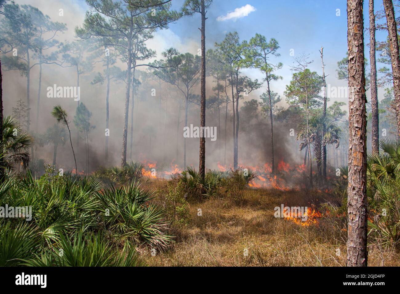 Using prescribed fire to control fuel loading and spur new tender ...