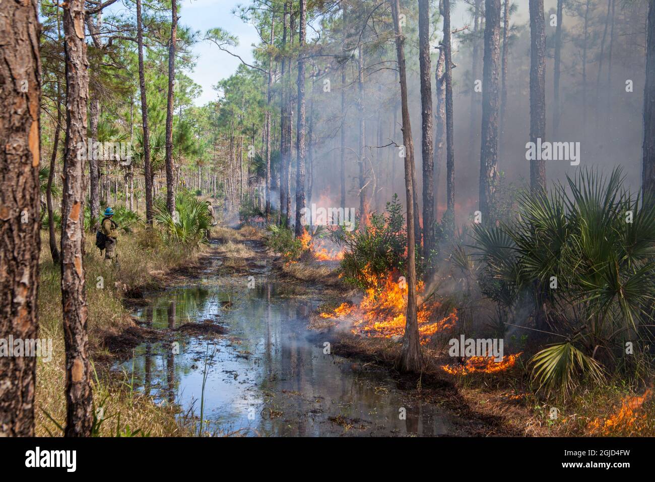 Using prescribed fire to control fuel loading and spur new tender ...