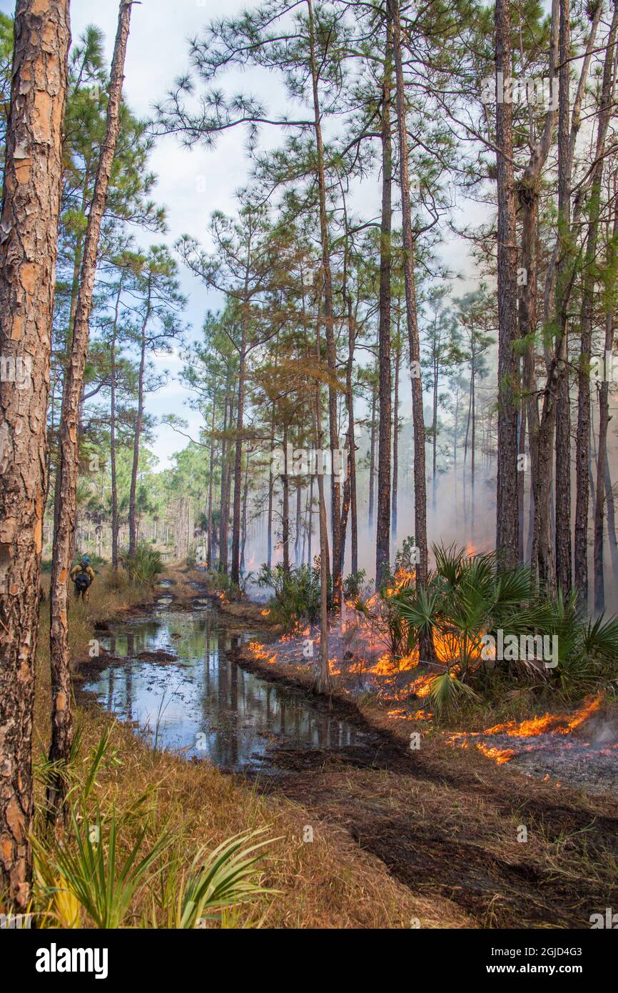 Using prescribed fire to control fuel loading and spur new tender ...