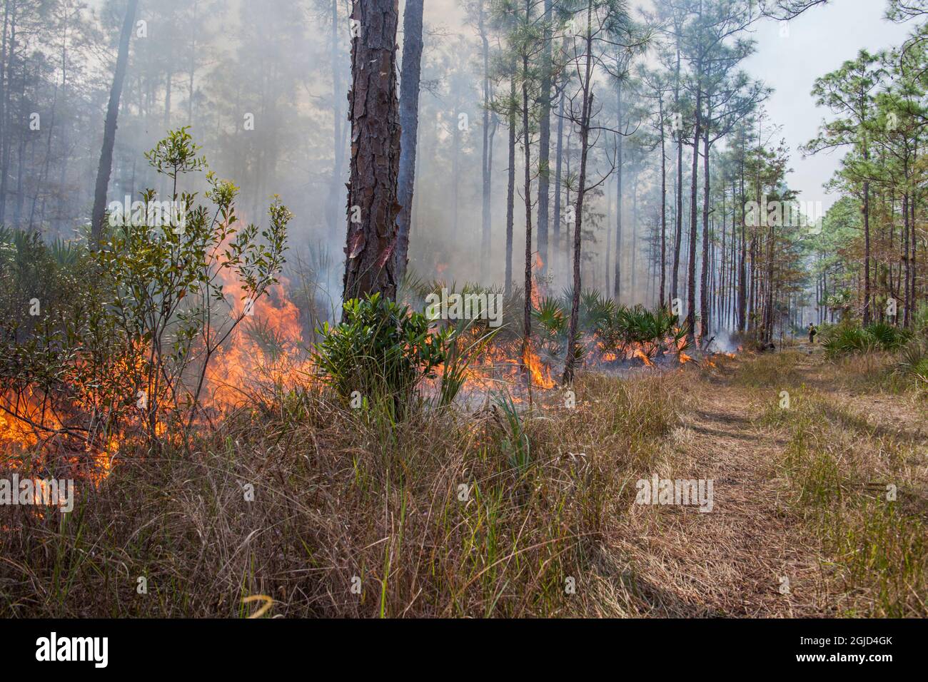 Using prescribed fire to control fuel loading and spur new tender ...