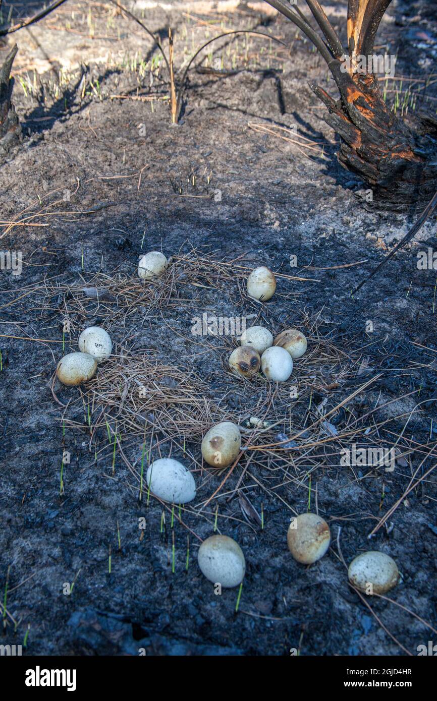 Eggs from a disrupted turkey nest, destroyed by a wildfire in south ...