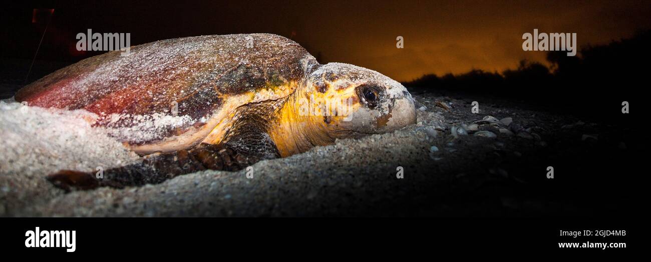 A nesting loggerhead sea turtle on a Florida beach Stock Photo - Alamy