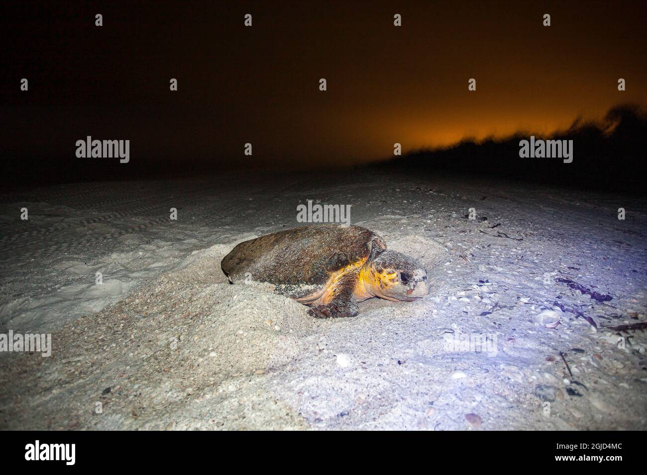 A nesting loggerhead sea turtle on a Florida beach Stock Photo - Alamy