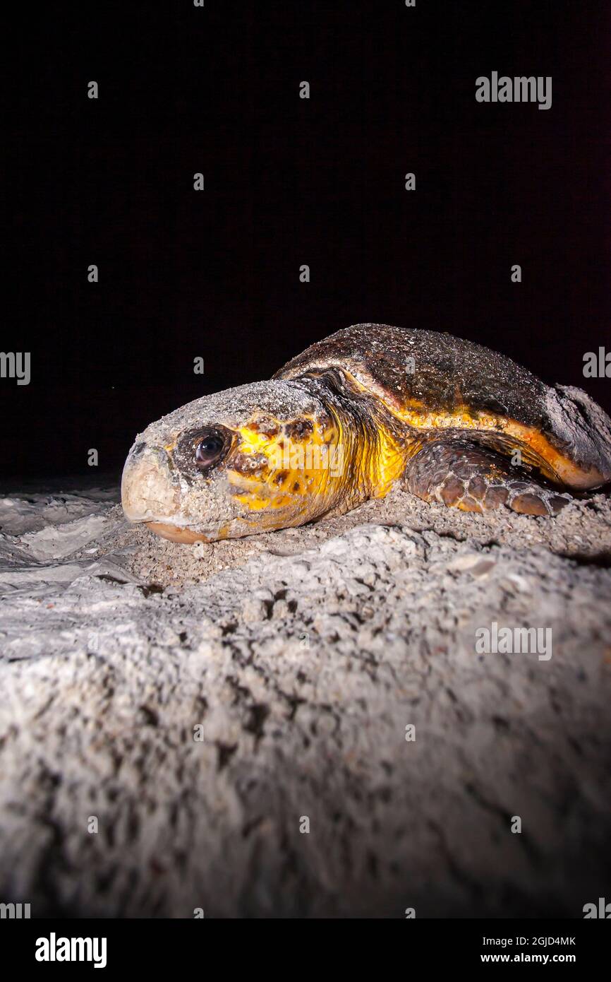 A nesting loggerhead sea turtle on a Florida beach Stock Photo - Alamy