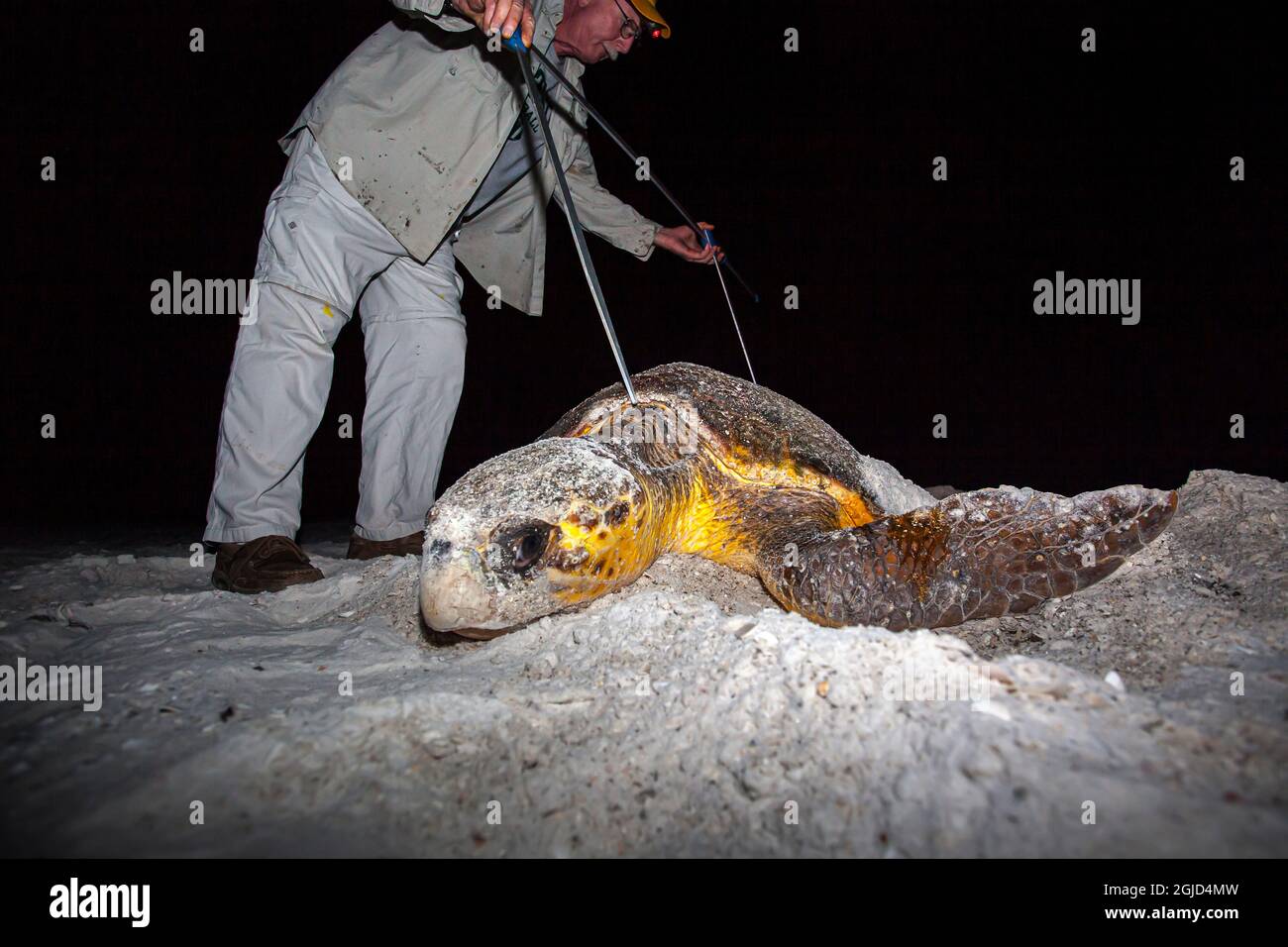 A researcher takes measurements of a loggerhead sea turtle in south ...