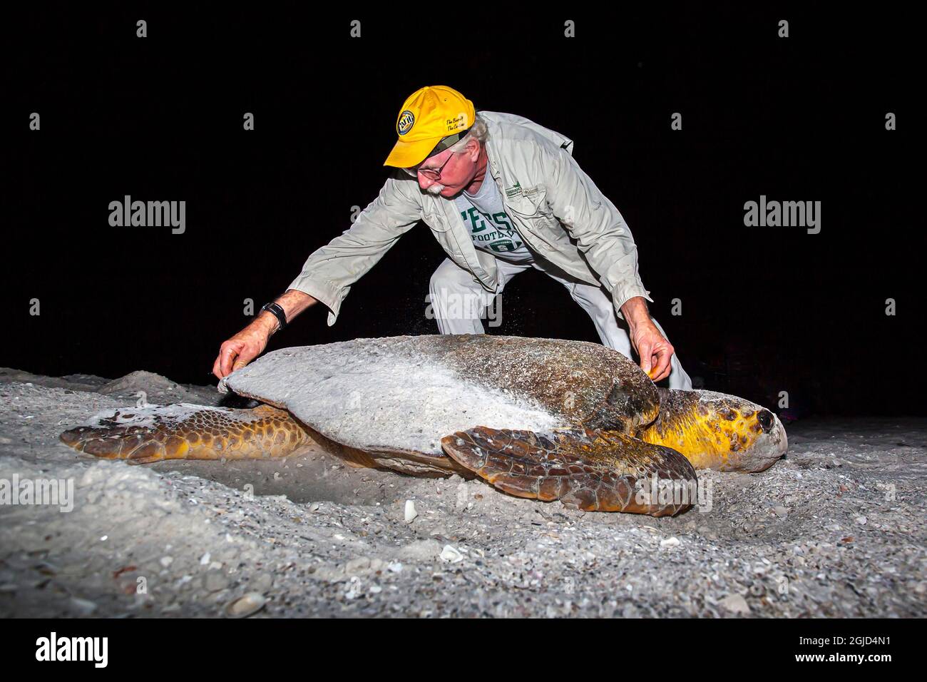 A researcher takes measurements of a loggerhead sea turtle in south ...