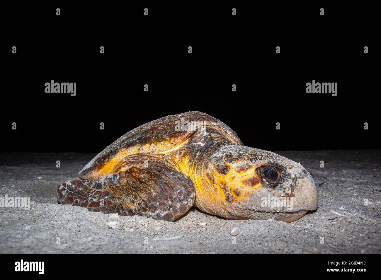 A nesting loggerhead sea turtle on a Florida beach Stock Photo - Alamy