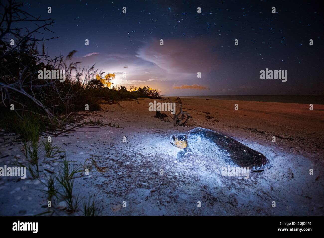 A nesting loggerhead sea turtle covers it's eggs while a thunder storm ...