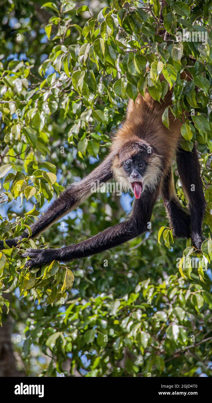 A spider monkey poses from a tree at a local zoo Stock Photo - Alamy
