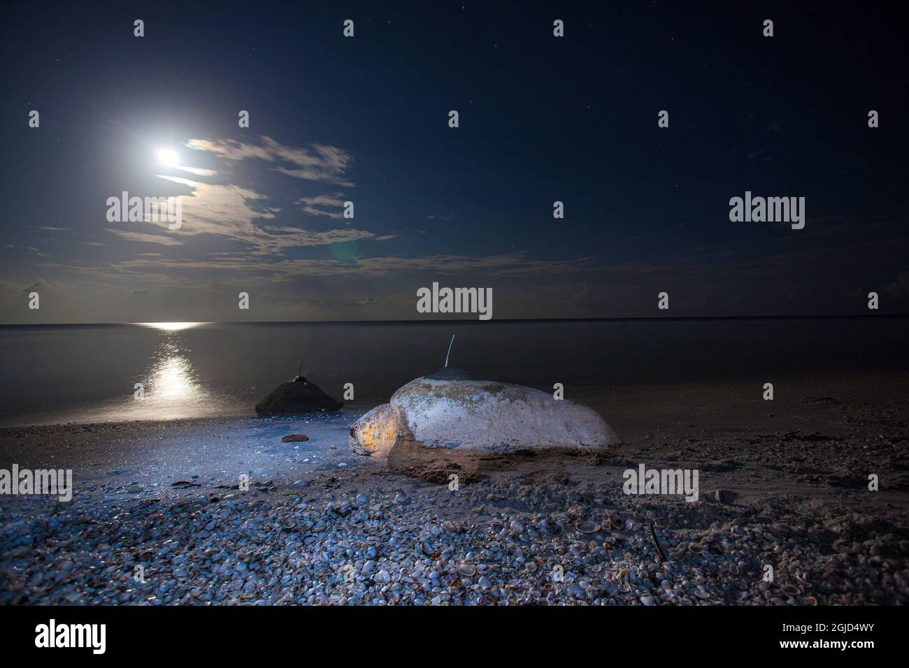 A loggerhead sea turtle returns to the Gulf of Mexico in south Florida ...