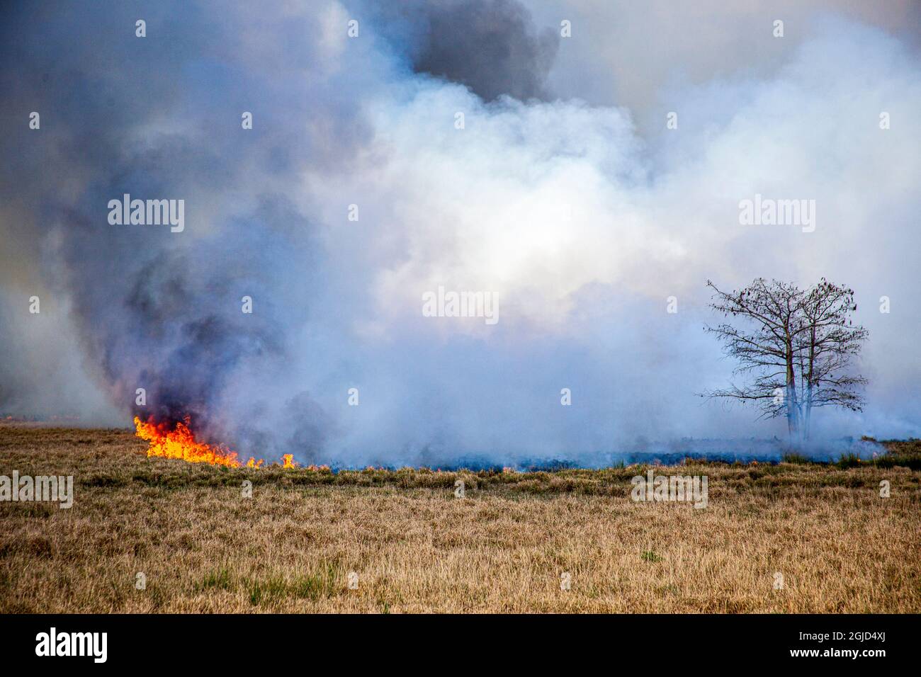 Everglades fire hi-res stock photography and images - Alamy