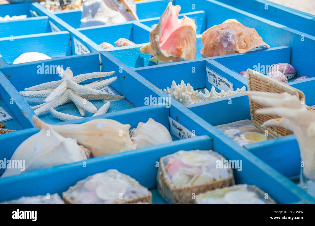 Souvenir shells hi-res stock photography and images - Alamy