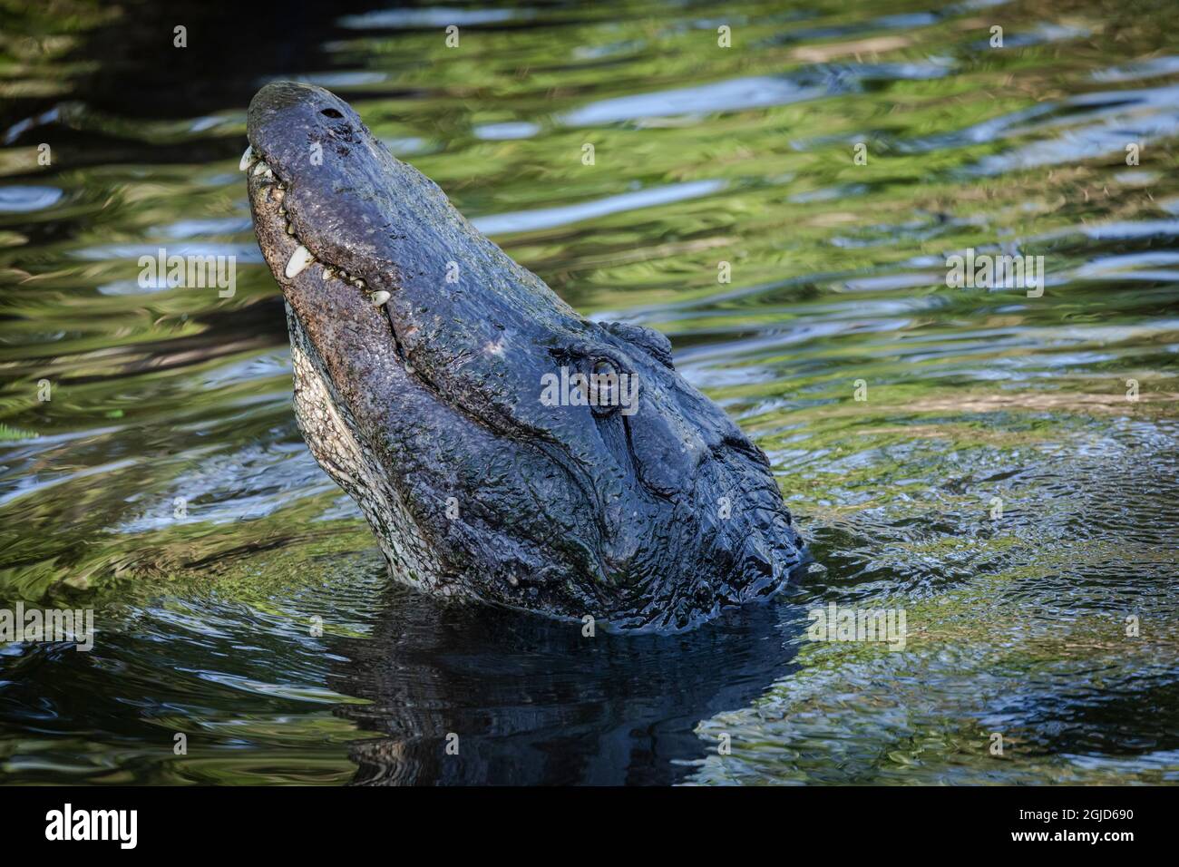 Bull gator at breeding season, St. Augustine Alligator Farm, Florida ...
