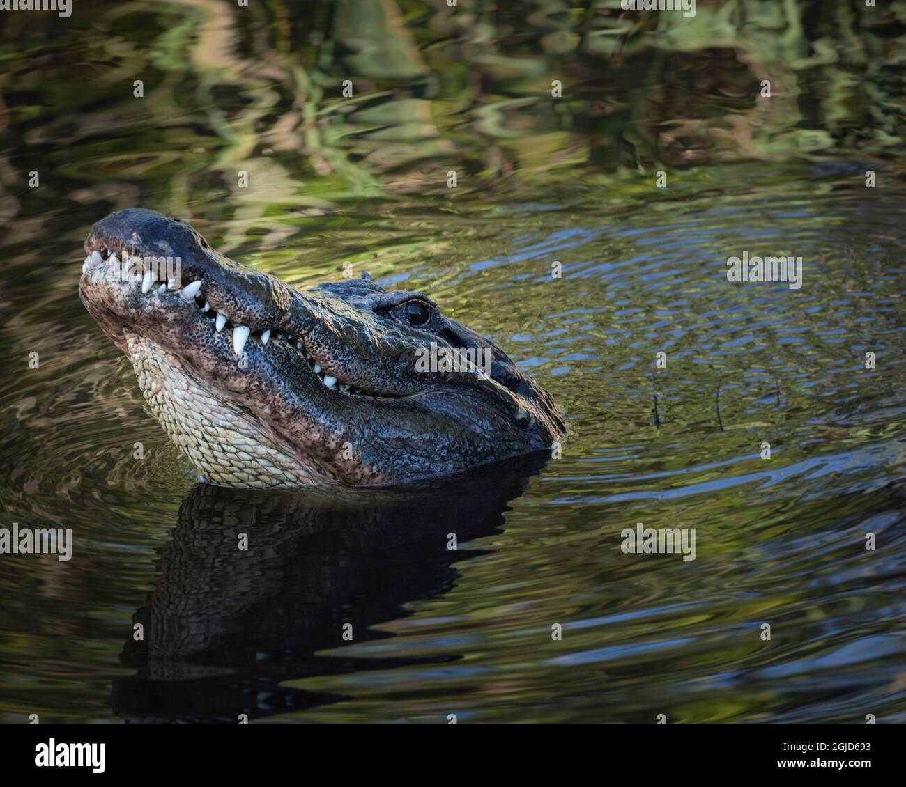 Bull gator at breeding season, St. Augustine Alligator Farm, Florida ...