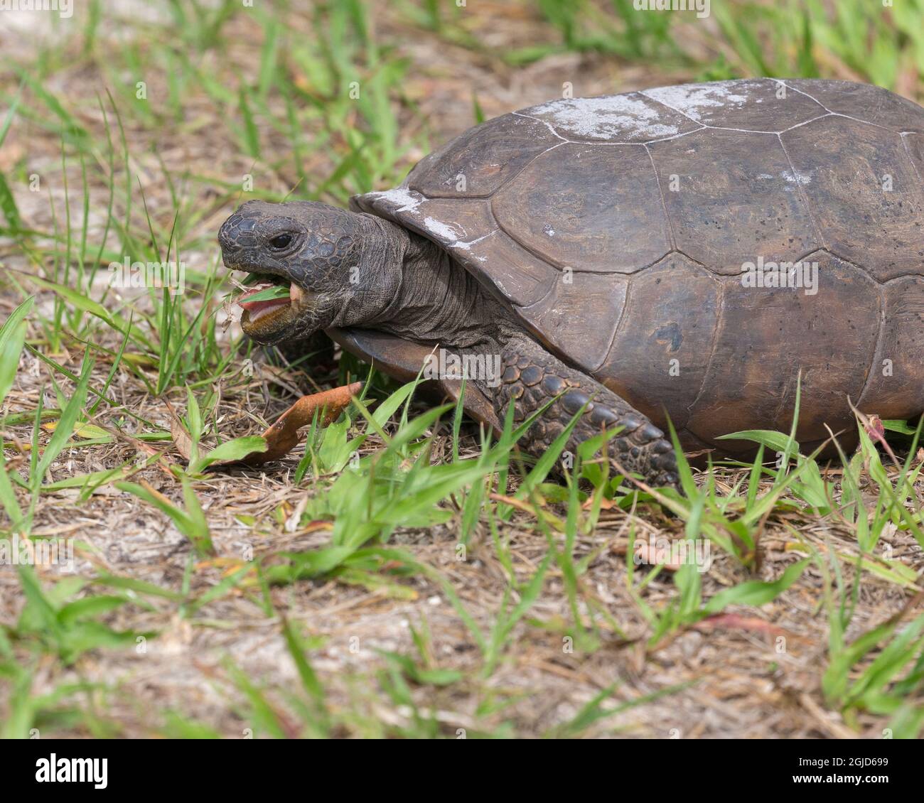 Gopher tortoise feeding, Florida, USA Stock Photo - Alamy