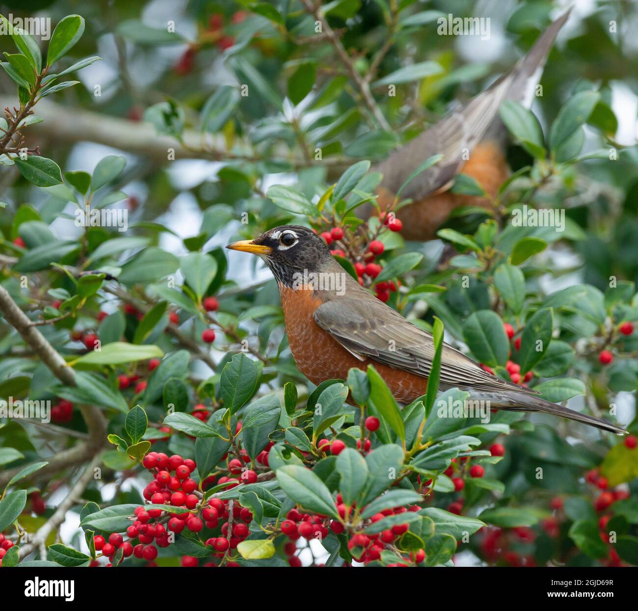 American Robin feeding on Palatka Holly, Florida, USA Stock Photo - Alamy