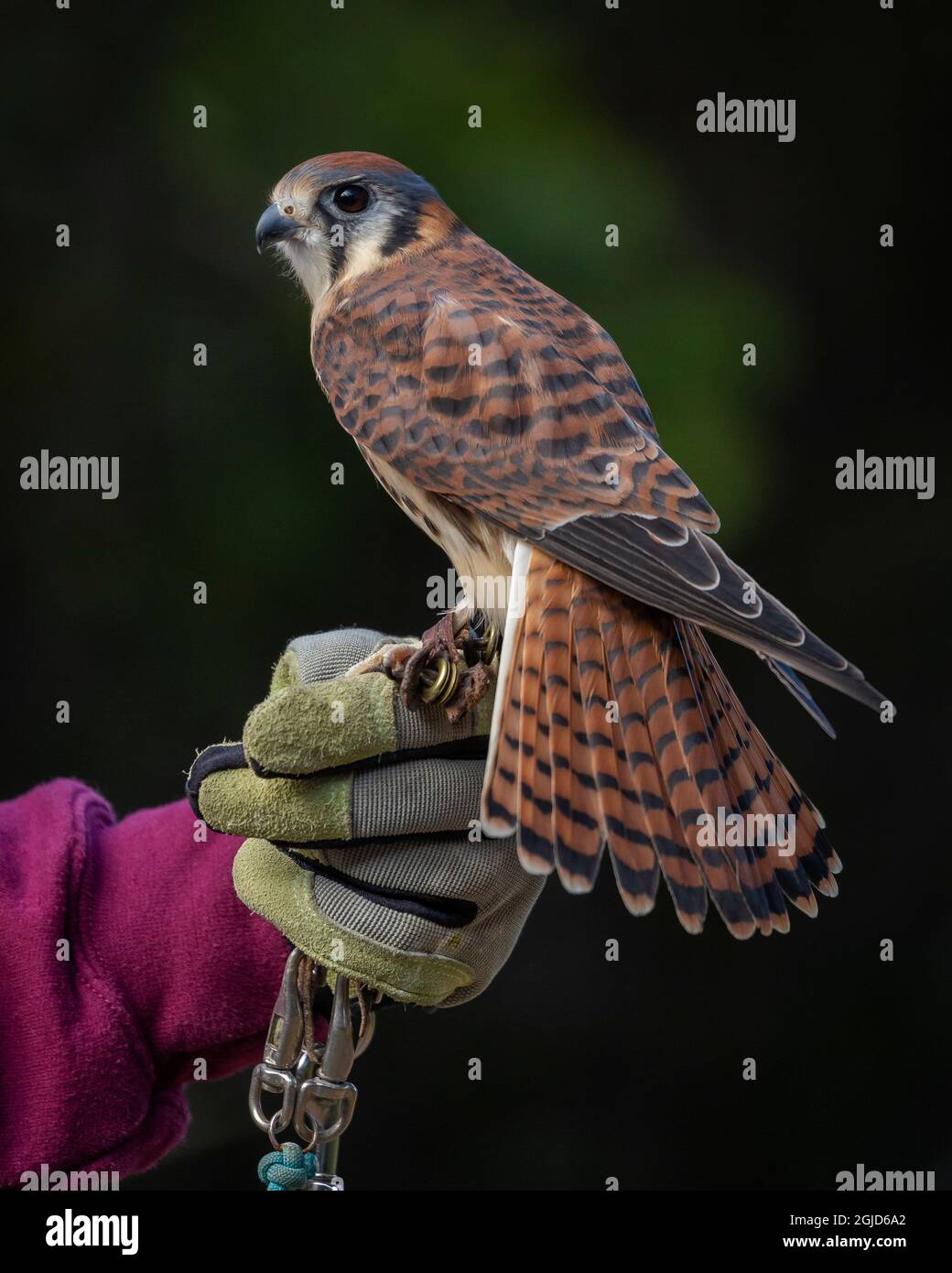 Female American Kestrel on hand, Florida, USA Stock Photo - Alamy
