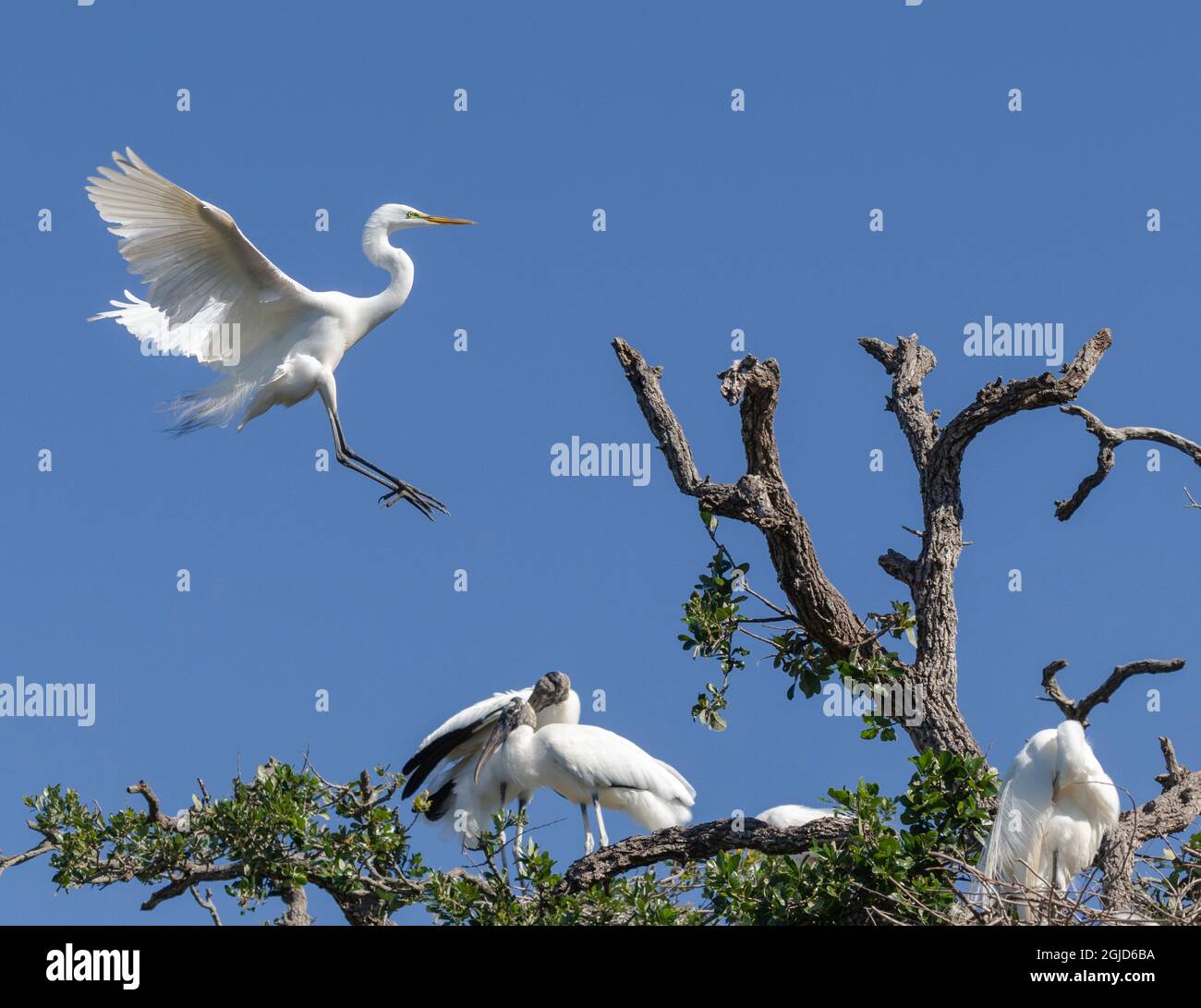 Great egret landing on rookery island, Florida, USA Stock Photo - Alamy