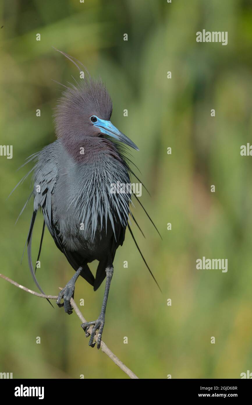Little blue heron in breeding plumage, Florida, USA Stock Photo - Alamy