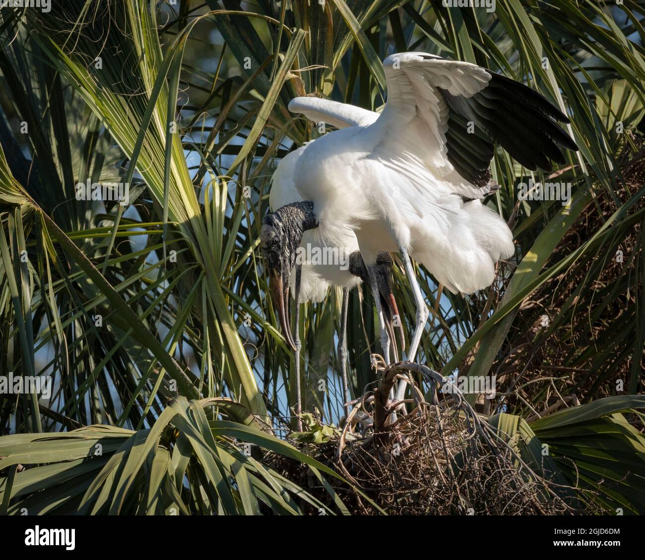 St augustine wood storks hi-res stock photography and images - Alamy
