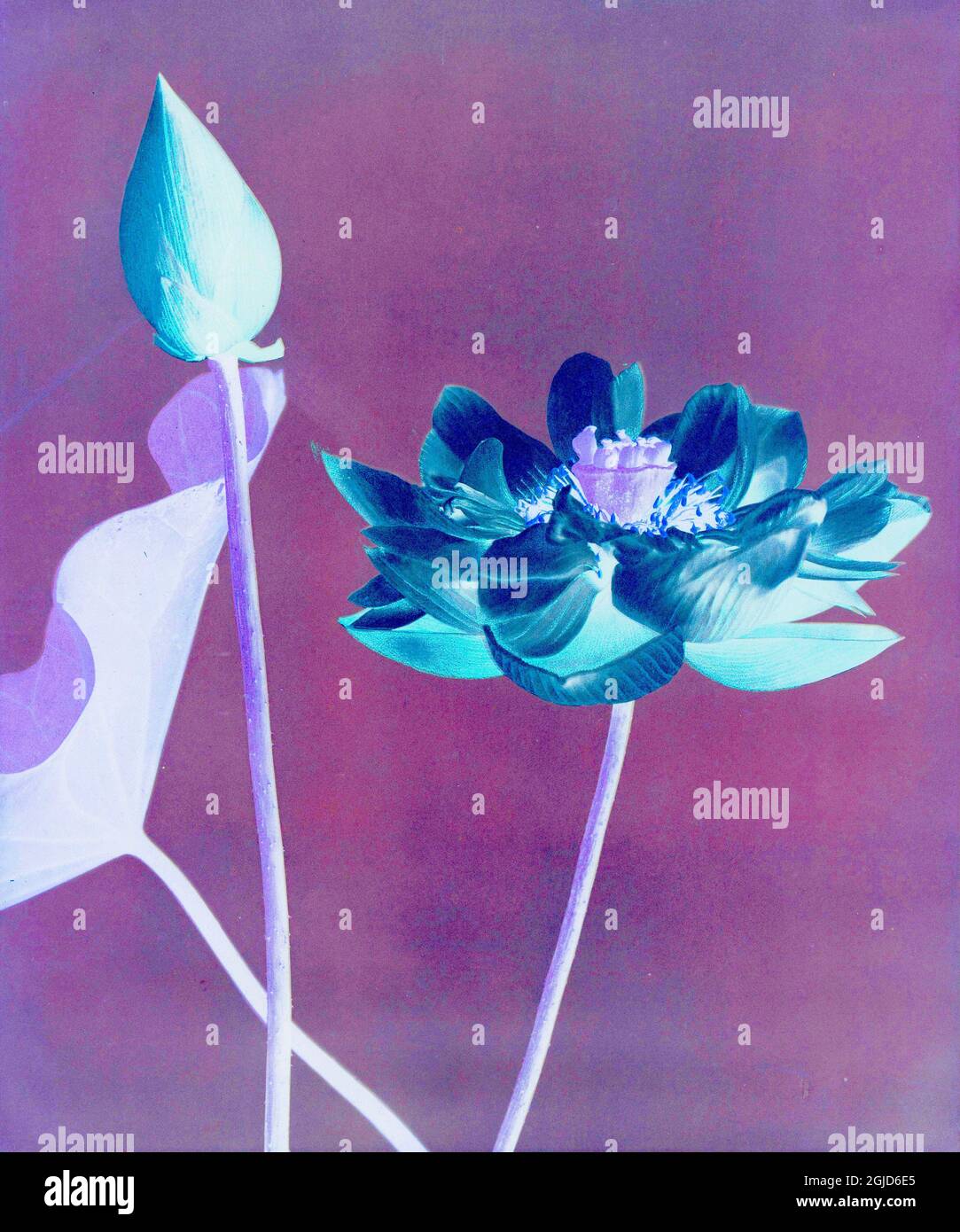 Ogawa Kazumasa Japanese floral art - Colour inversion Stock Photo - Alamy