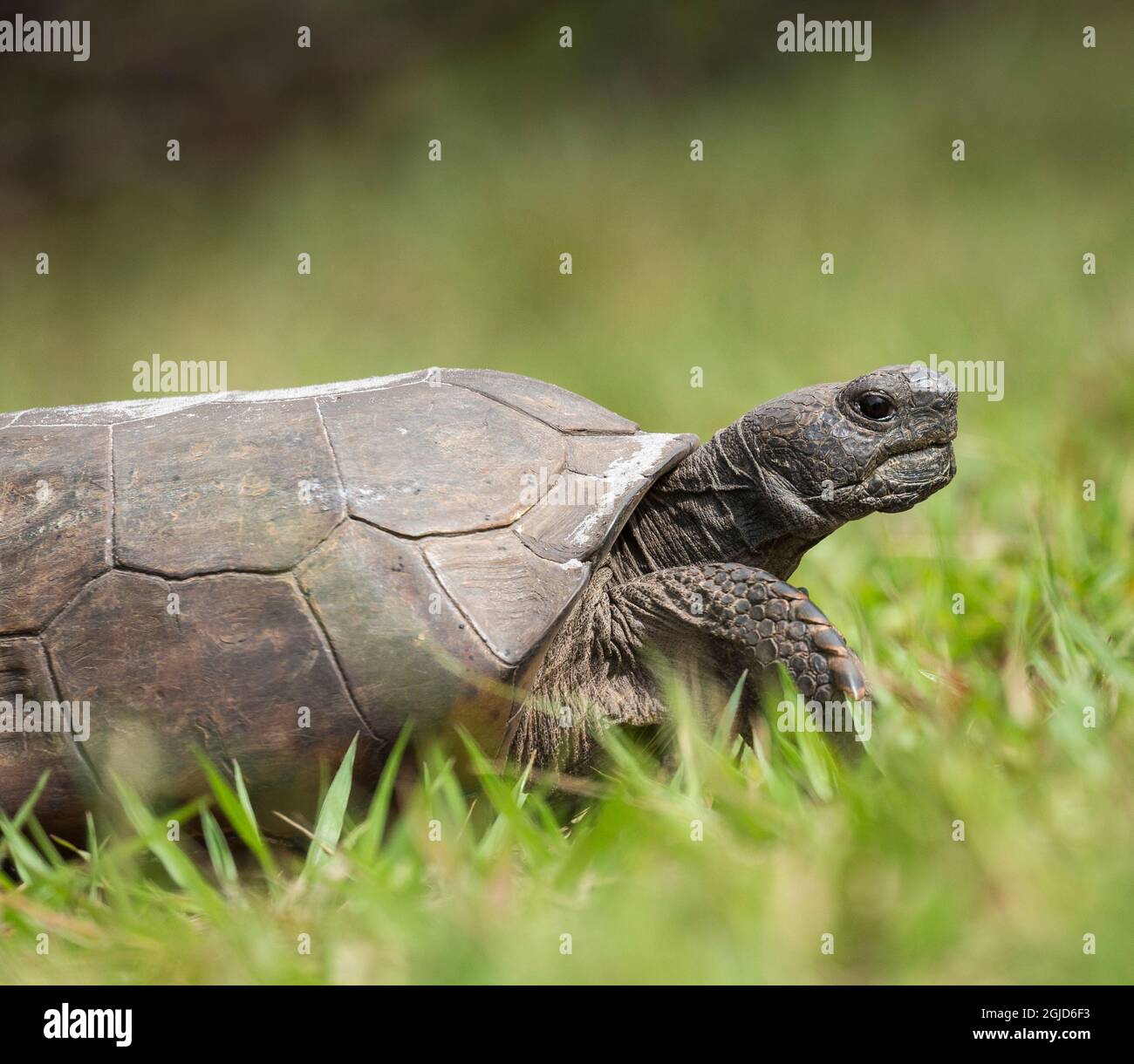 USA, Florida. Gopher tortoise on the go Stock Photo - Alamy