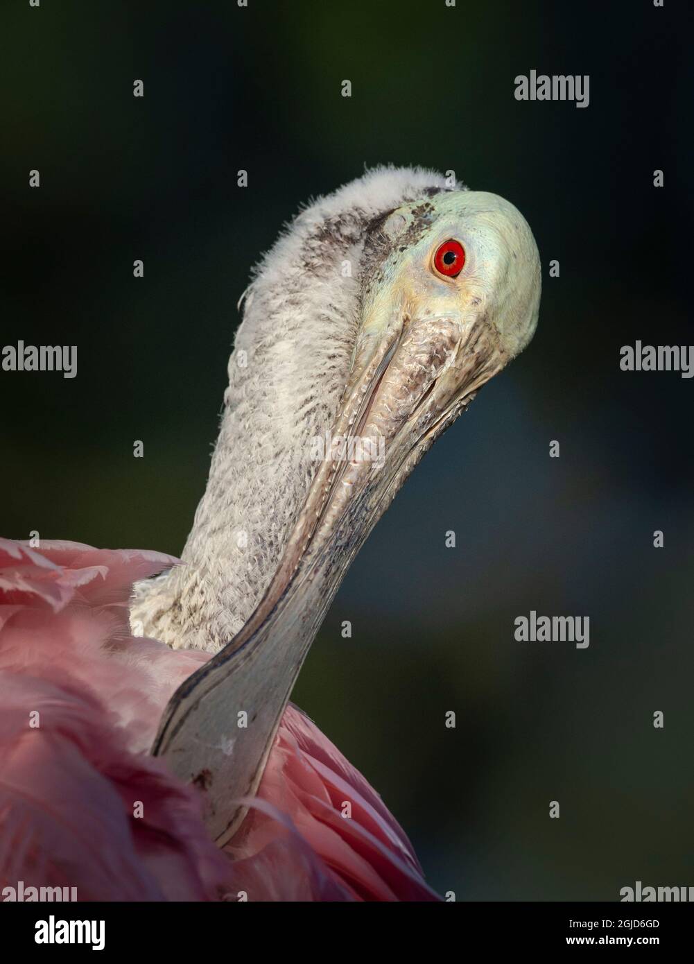 Roseate spoonbill preening hi-res stock photography and images - Alamy