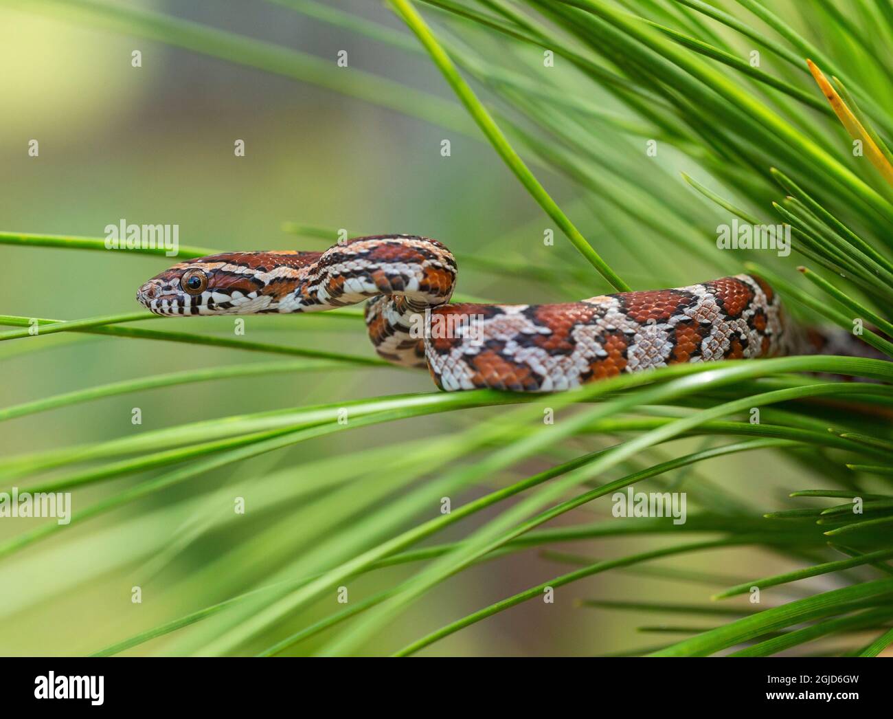 Corn Snake in long-leaf pine. A docile non-venomous snake found ...