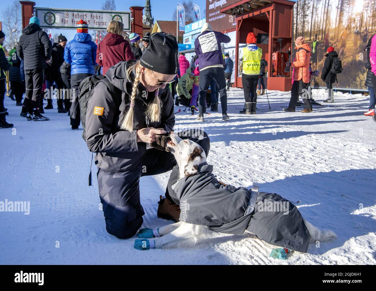MORA 20200229 Doping dog Molly, here at work at the Vasaloppet ski race ...