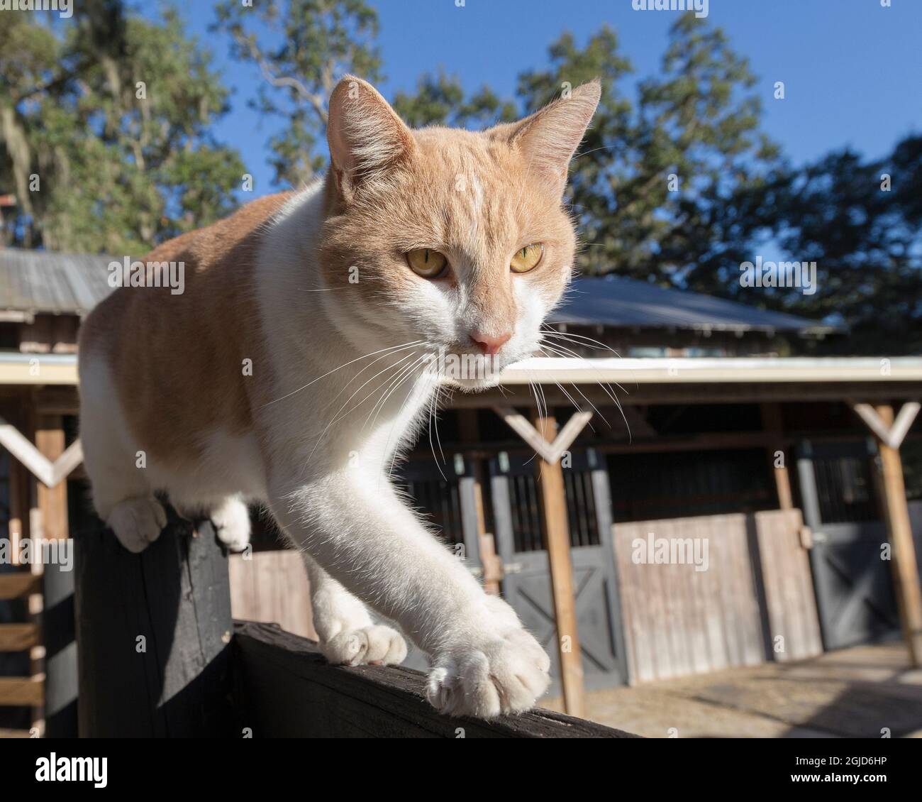 Farm cat, Bushnell, Florida Stock Photo - Alamy