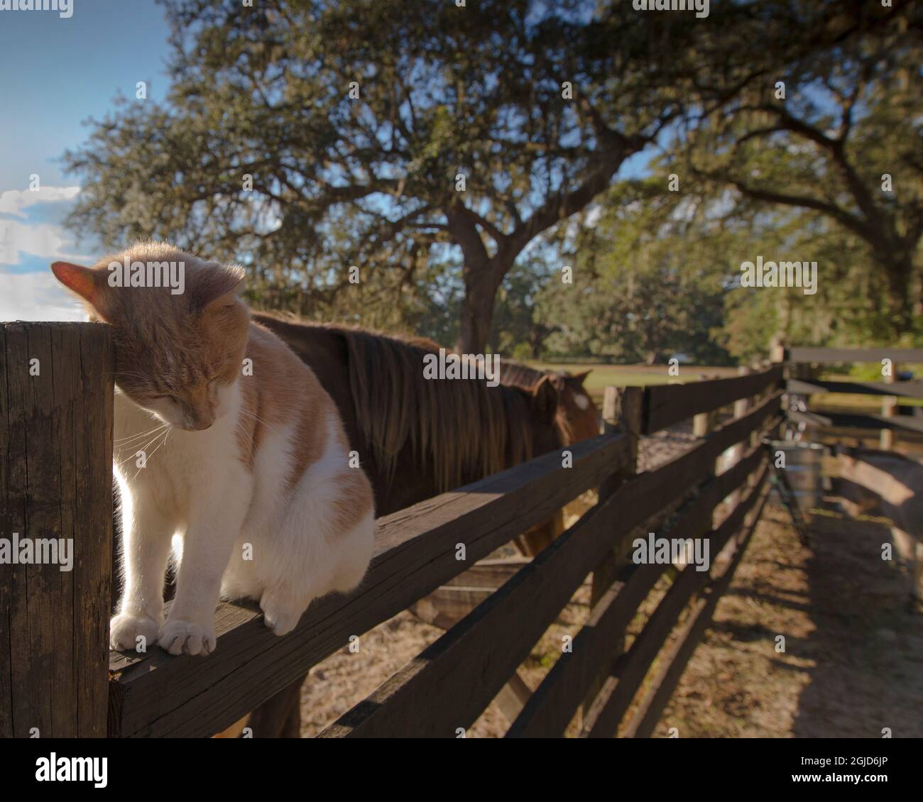 Florida cracker hi-res stock photography and images - Alamy
